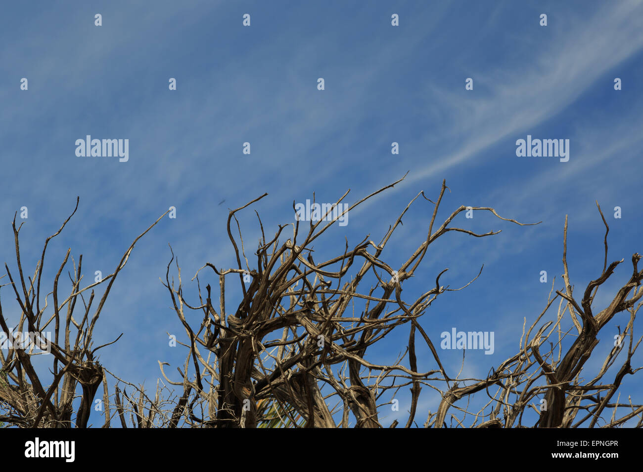 A photograph of a dead tree against a blue sky background in Joshua ...