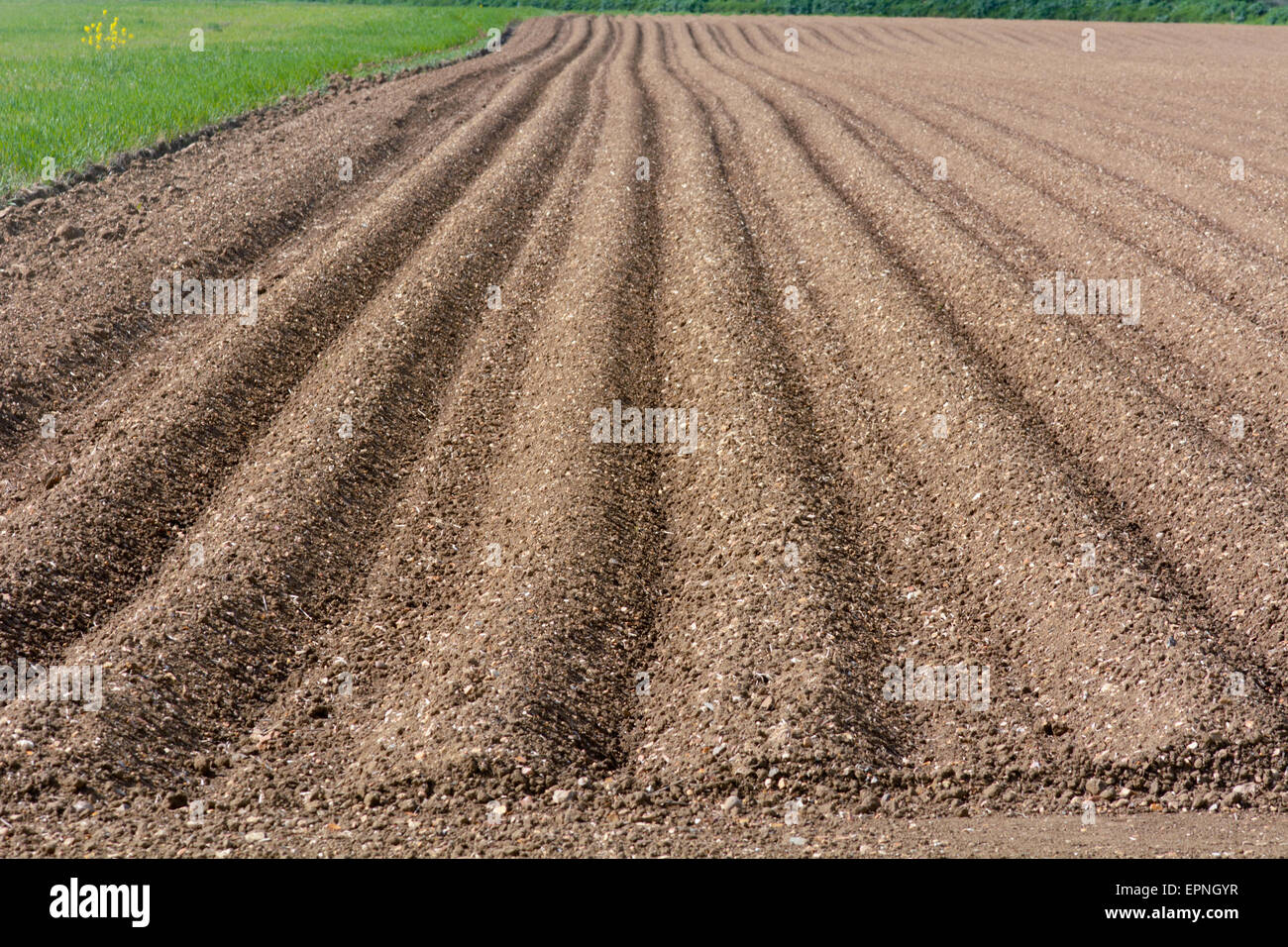 Ploughed field on farm ready for crops to grow Stock Photo - Alamy