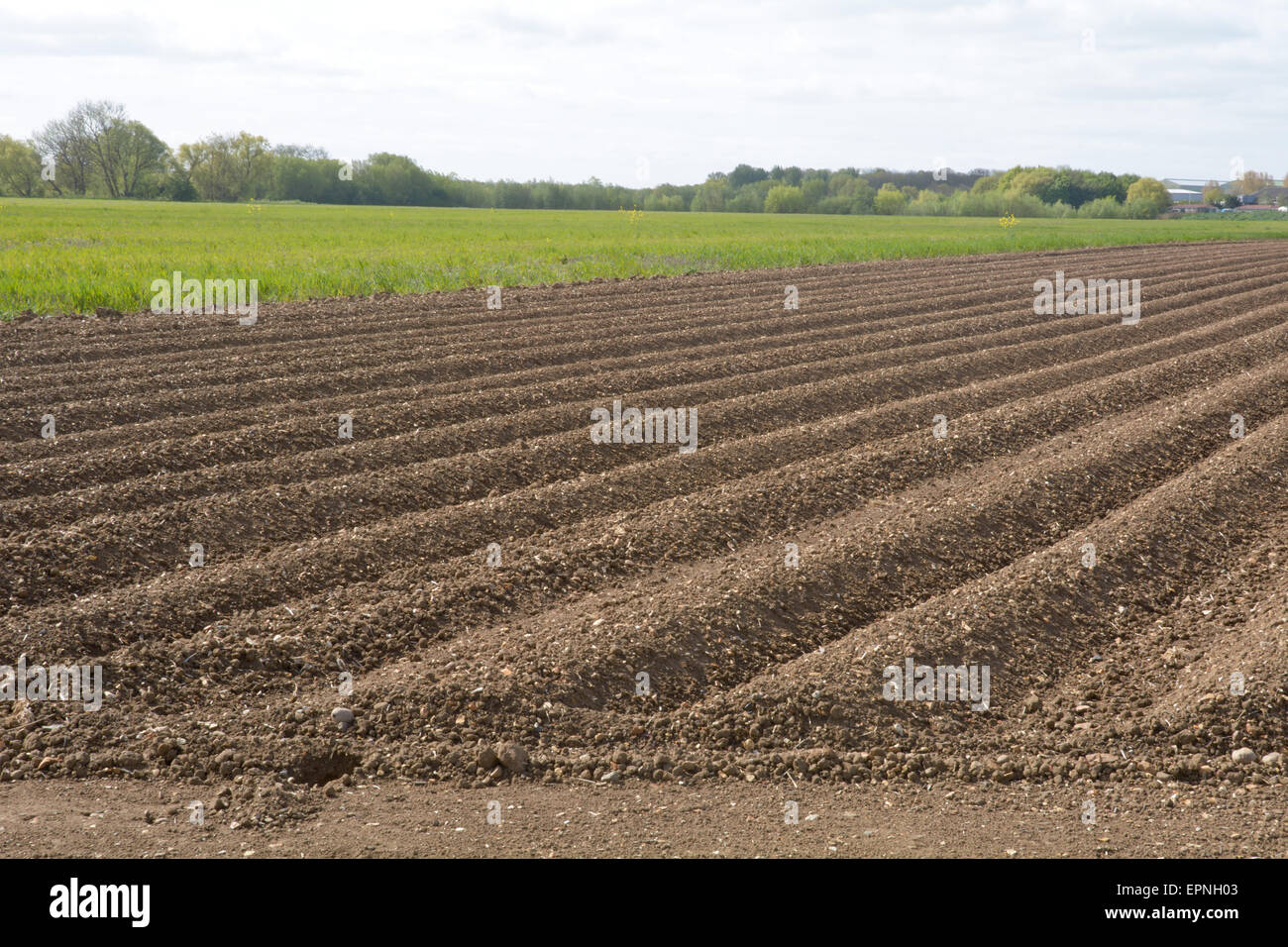Ploughed field on farm ready for crops to grow Stock Photo - Alamy