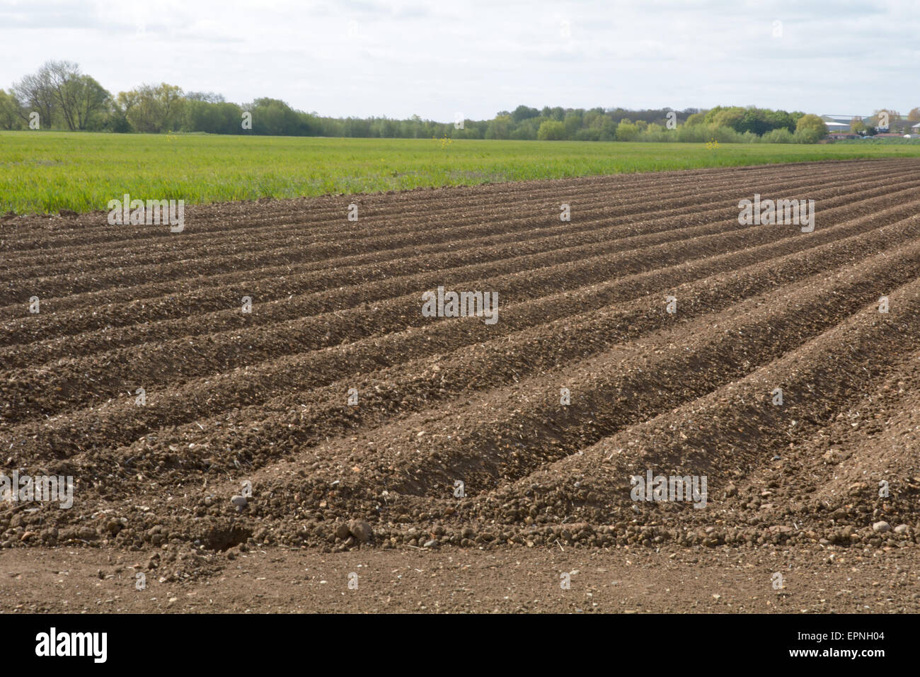 Ploughed field on farm ready for crops to grow Stock Photo - Alamy