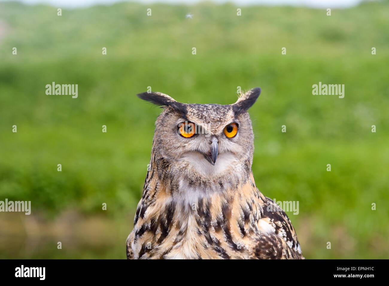 European Eagle Owl portrait Stock Photo - Alamy European Eagle Owl portrait Stock Photo - Alamy