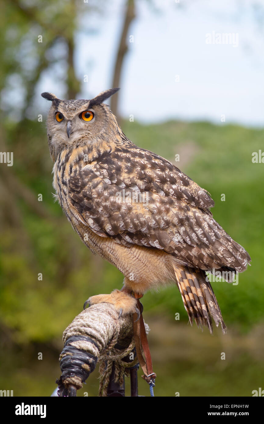 Perch species hi-res stock photography and images - Alamy