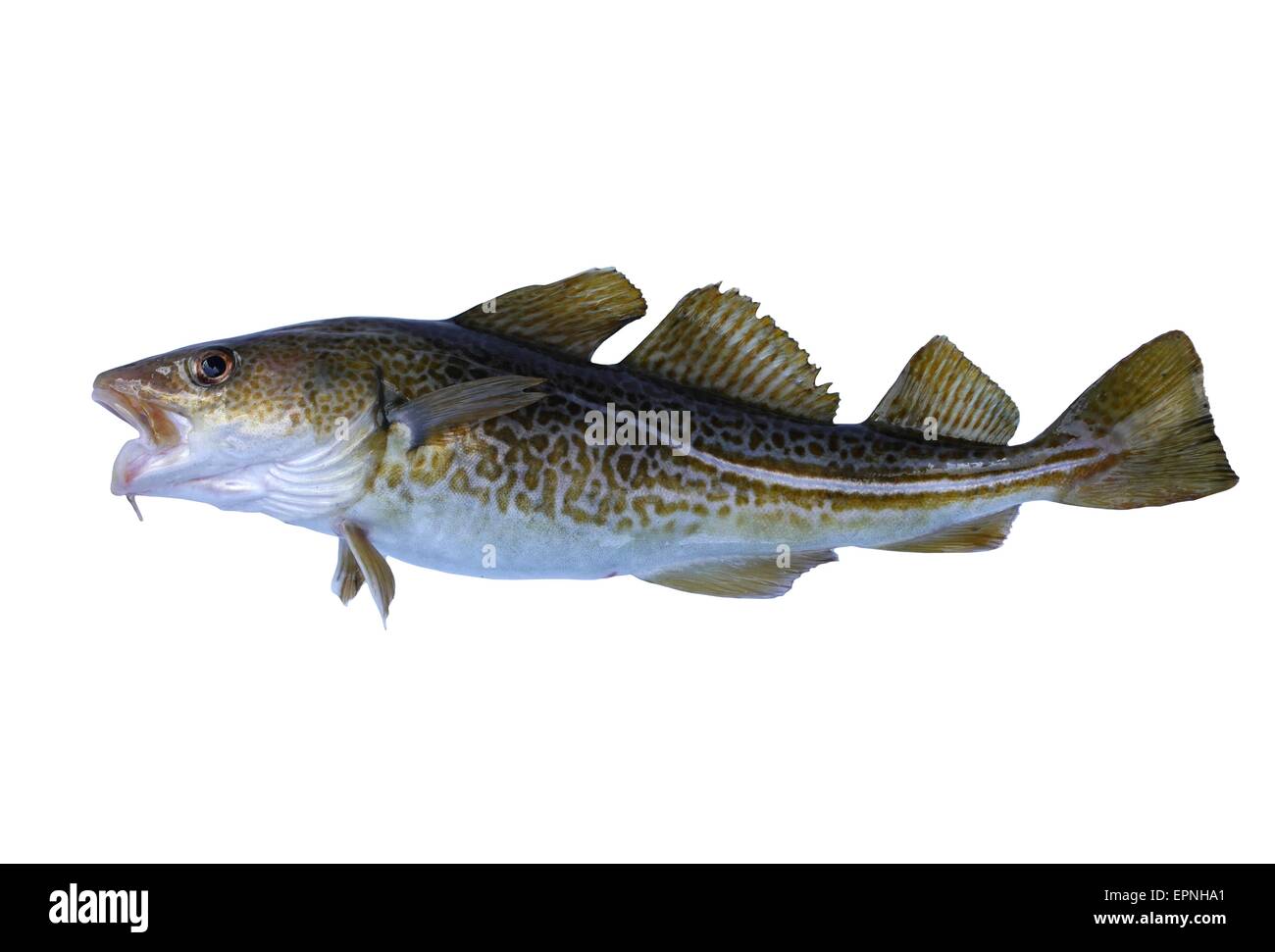 big cod fish on a white background Stock Photo - Alamy
