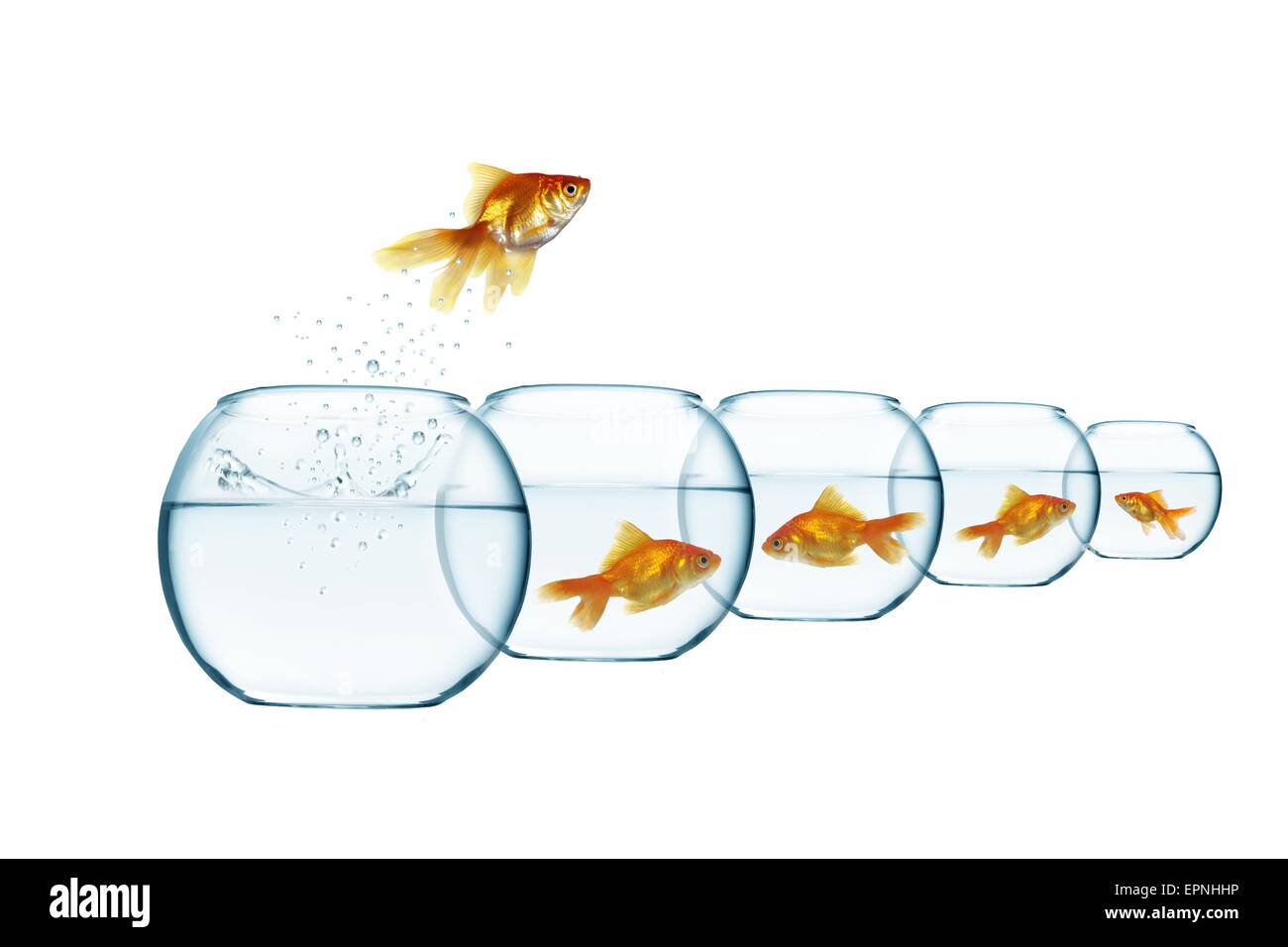 jumping out fish from aquarium on white background Stock Photo - Alamy