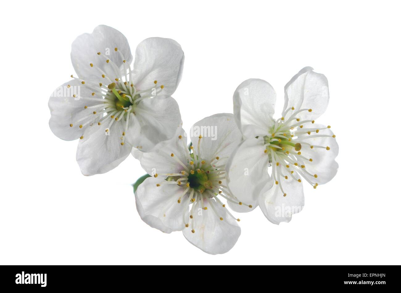 White flower blossom prunus Cut Out Stock Images & Pictures - Alamy