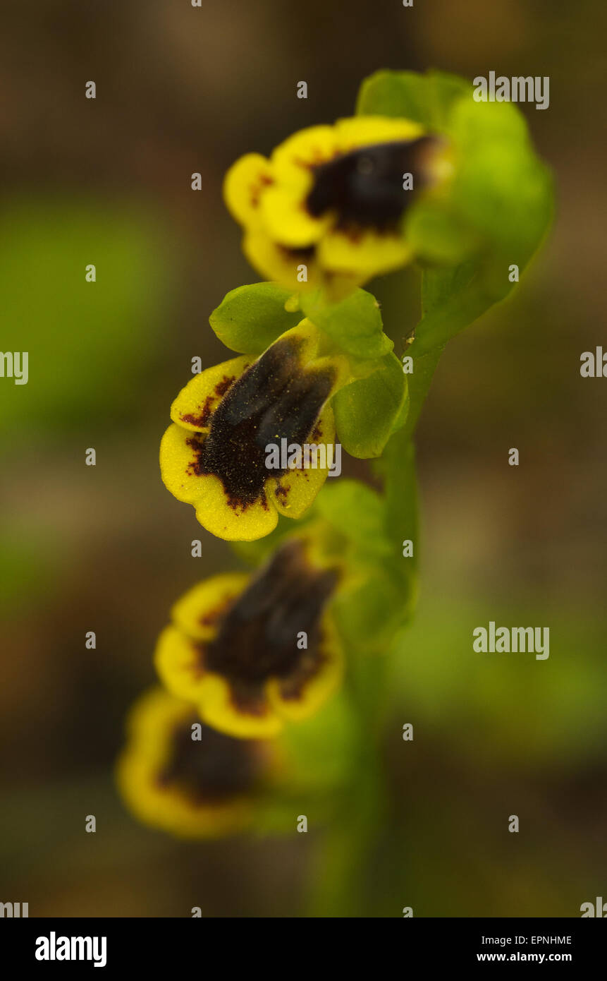 Yellow Ophrys Orchid - Ophrys lutea Stock Photo - Alamy
