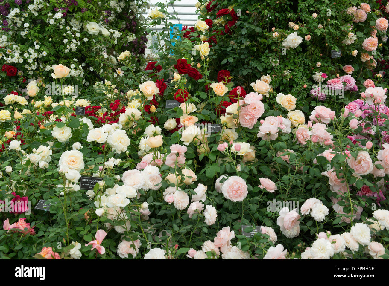 Rose display in The Great Pavilion, RHS Chelsea Flower Show 2015 Stock ...