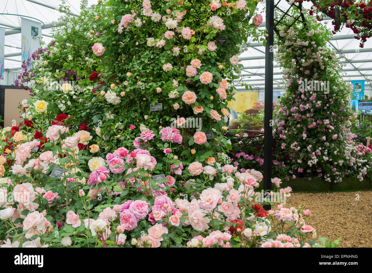 Roses in The Great Pavilion, RHS Chelsea Flower Show 2015 Stock Photo ...