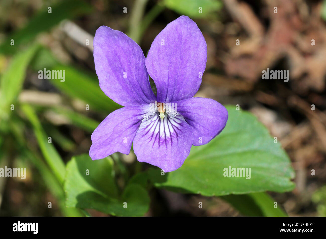 Common Dog-violet Viola riviniana Stock Photo - Alamy