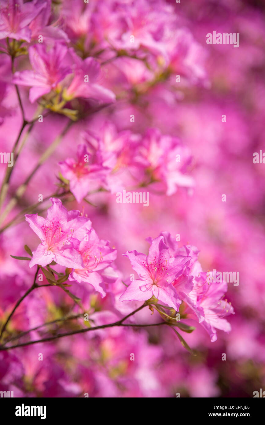Blooms in colour hi-res stock photography and images - Alamy