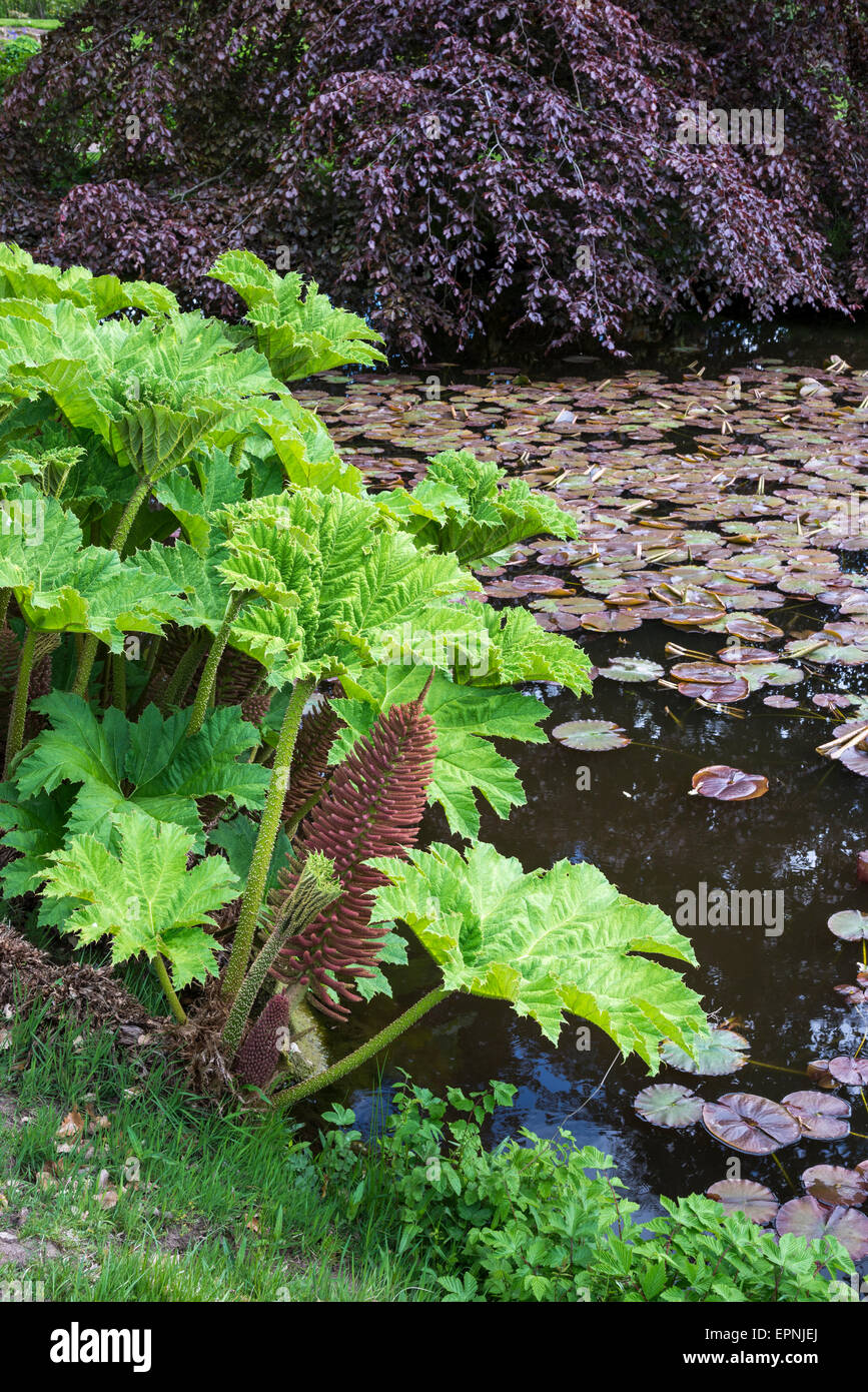 Gunnera beside water hi-res stock photography and images - Alamy
