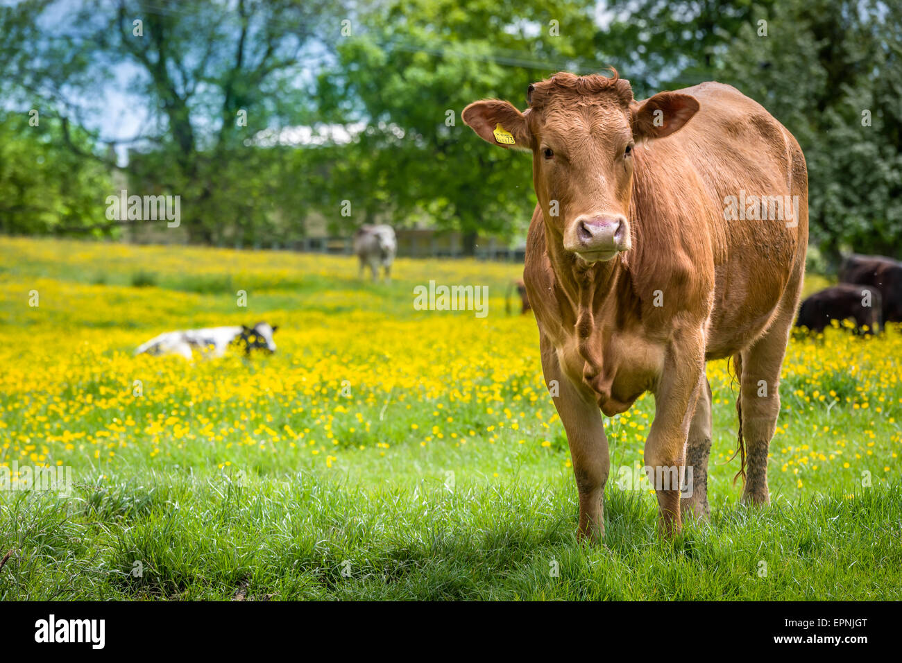 Bulling cow hi-res stock photography and images - Alamy