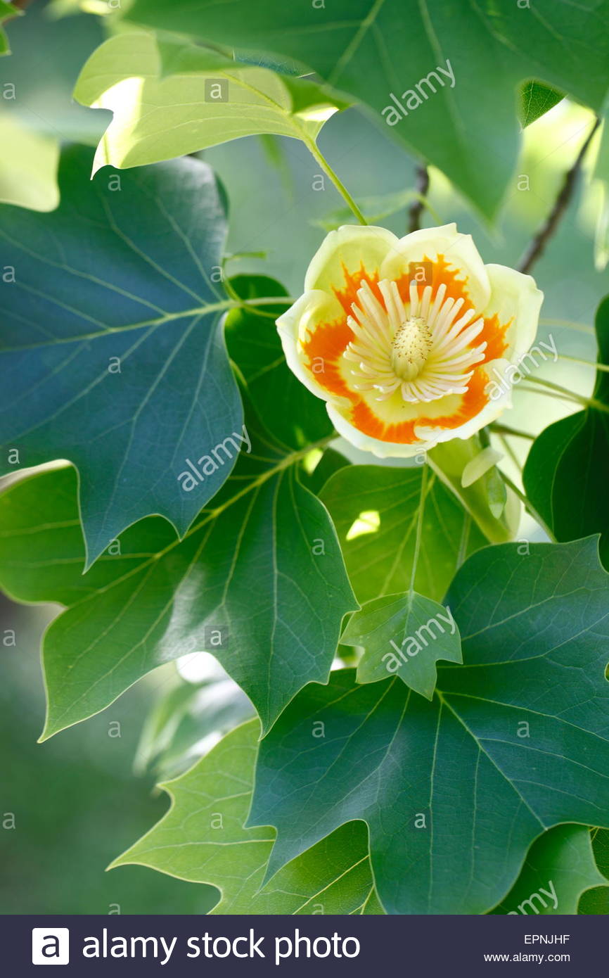 Liriodendron Tulipifera Stock Photos & Liriodendron Tulipifera Stock ...