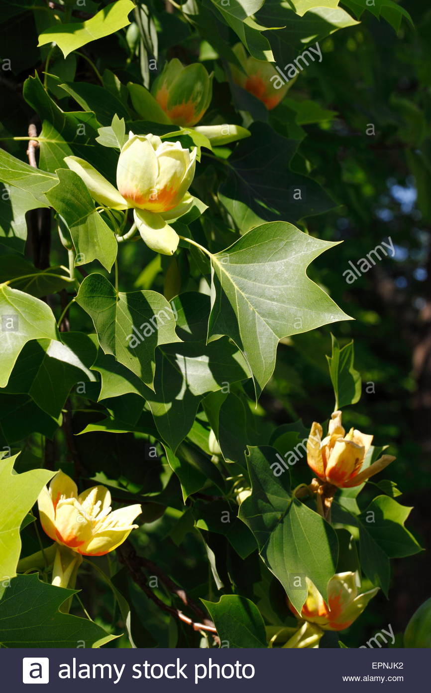 Liriodendron Tulipifera Stock Photos & Liriodendron Tulipifera Stock ...
