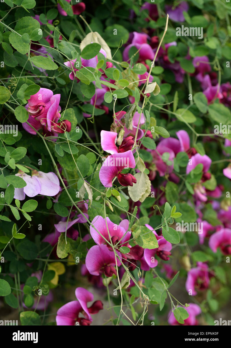 Sweet peas Lathyrus odoratus growing in Glasgow Scotland UK Stock Photo ...