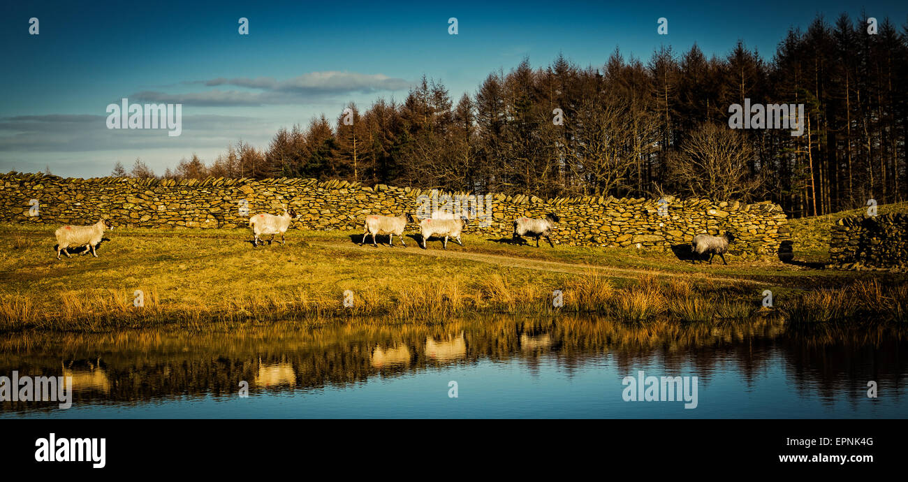 Sheep Reflected in a Tarn Stock Photo - Alamy
