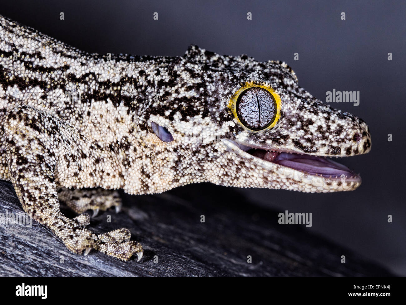 A Gargoyle Gecko Smiling Stock Photo - Alamy