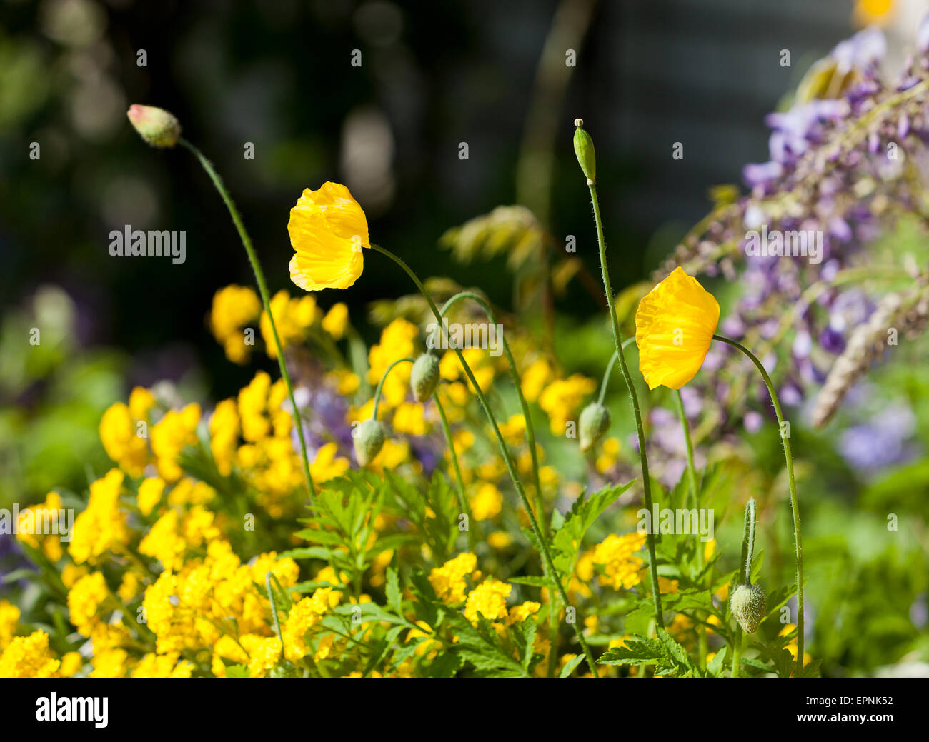 Yellow Irish poppies in a flower bed Stock Photo - Alamy