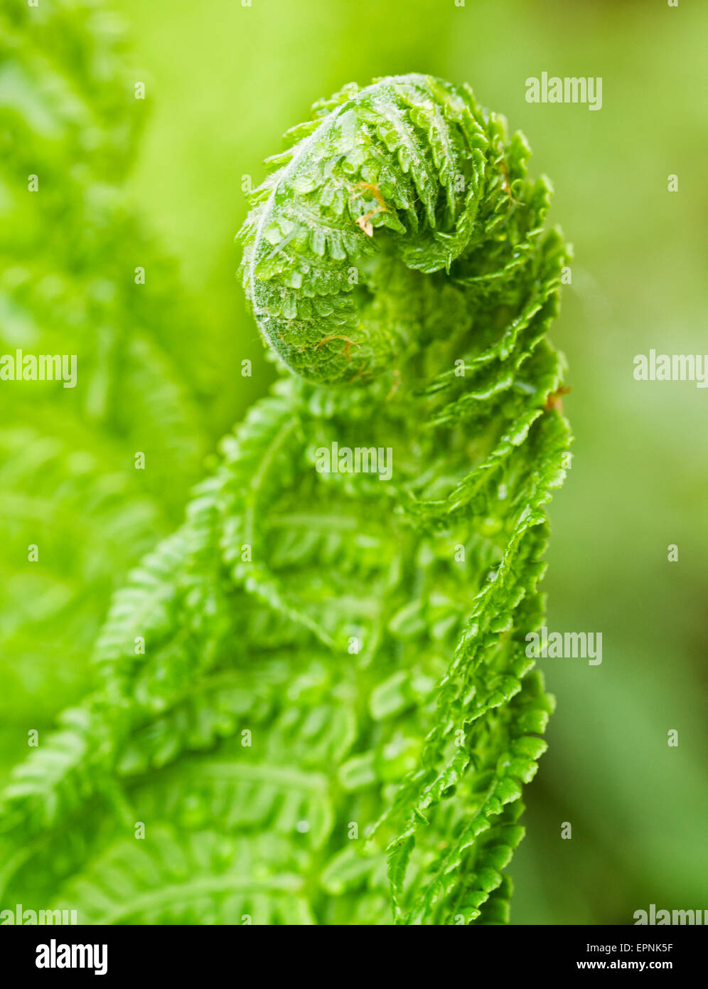 Unfolding fern leaf hi-res stock photography and images - Alamy
