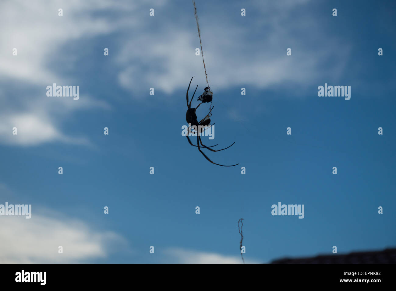 Australian Spider against Blue Sky Stock Photo - Alamy