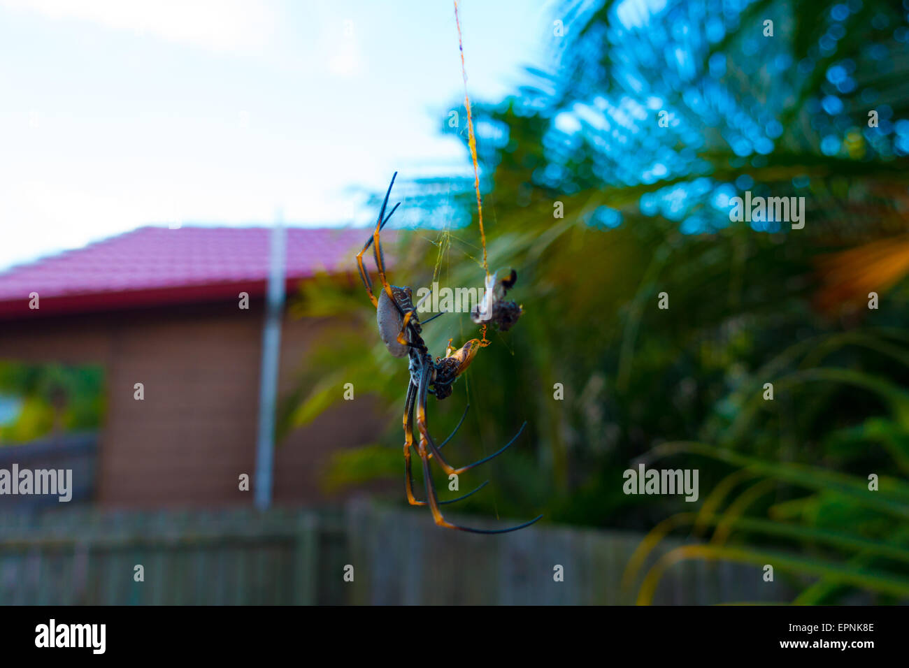 Australian Spider with catch in Backyard Stock Photo - Alamy