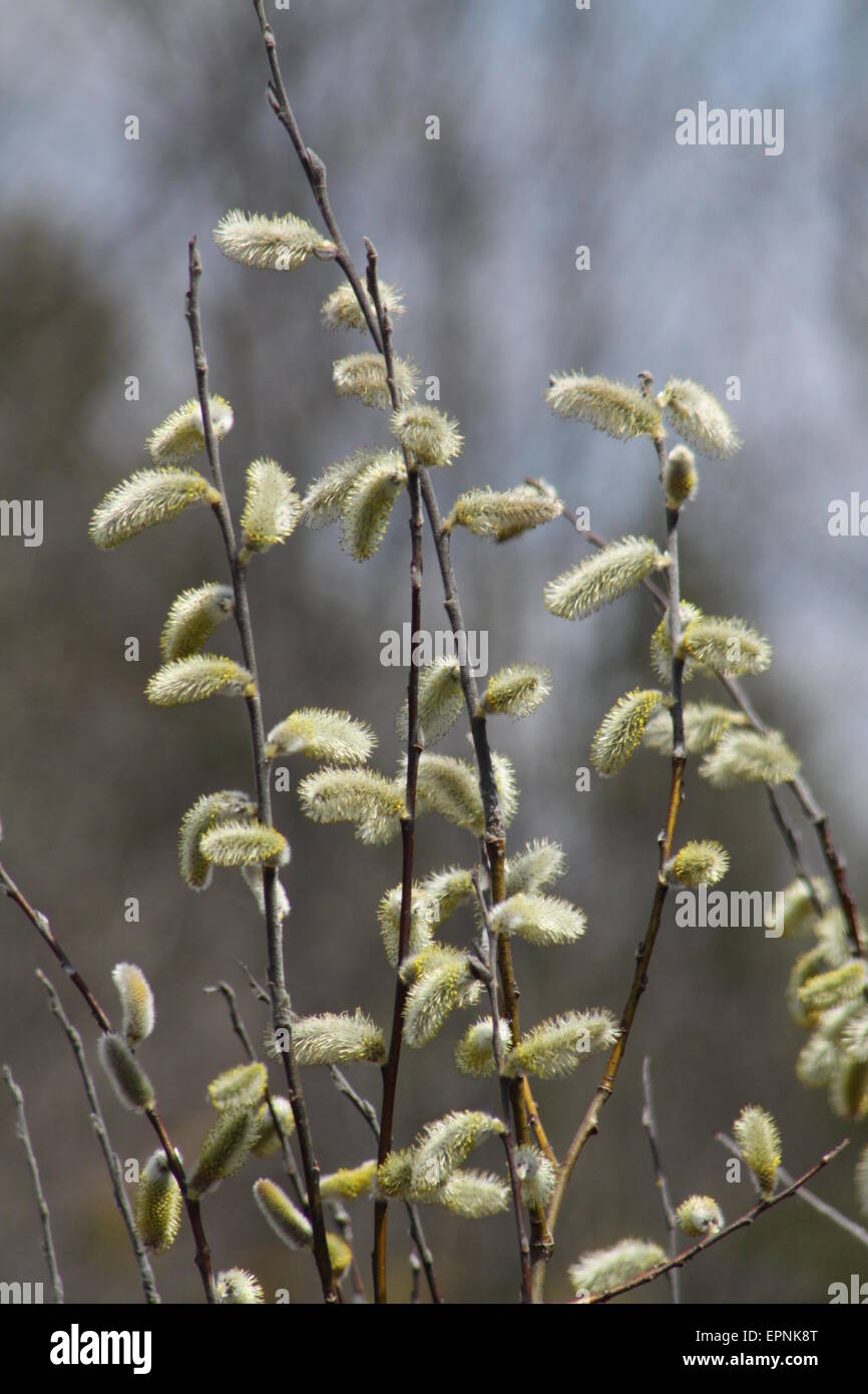Pussy Willow (Catkins). American pussy willow (Salix discolor), native ...