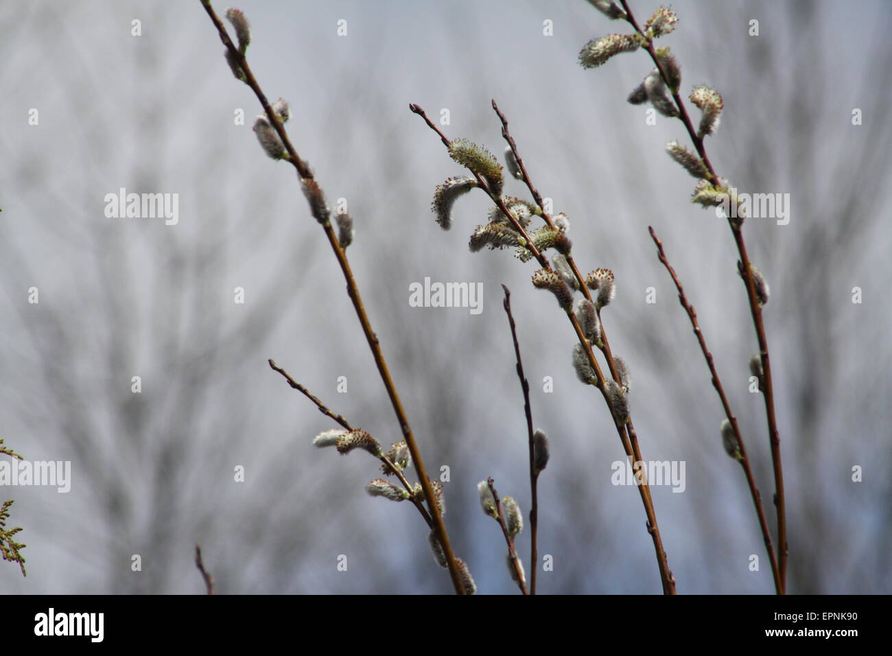 Pussy Willow (Catkins). American pussy willow (Salix discolor), native ...