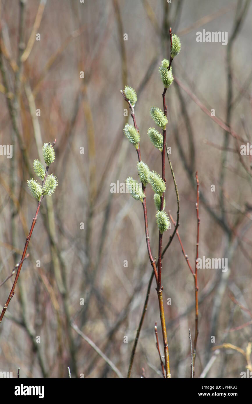 Pussy Willow (Catkins). American pussy willow (Salix discolor), native ...