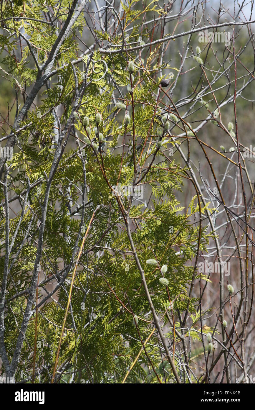 Pussy Willow (Catkins). American pussy willow (Salix discolor), native ...