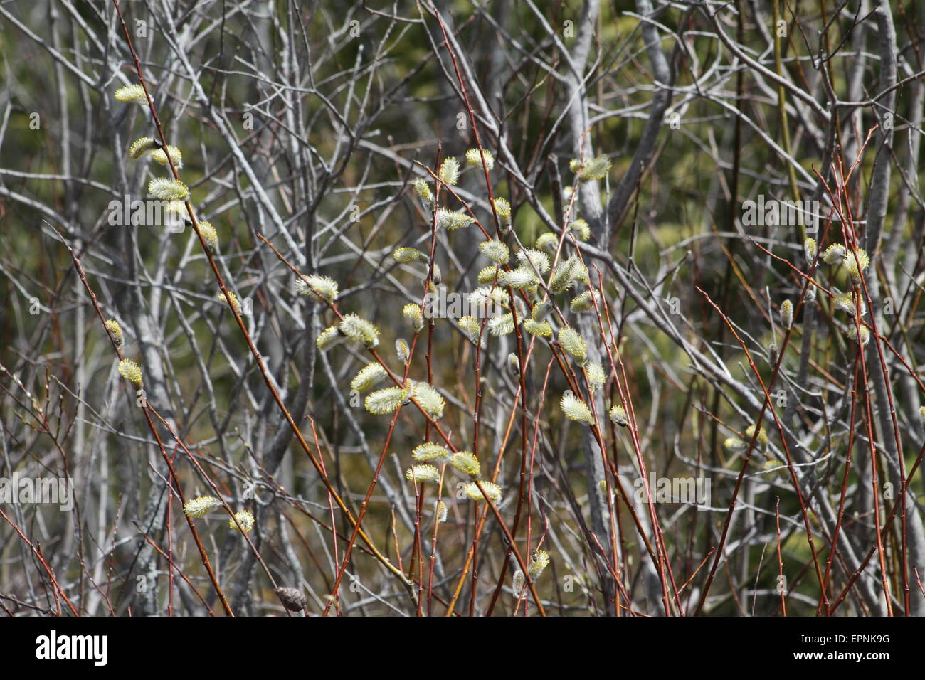 Pussy Willow (Catkins). American pussy willow (Salix discolor), native ...