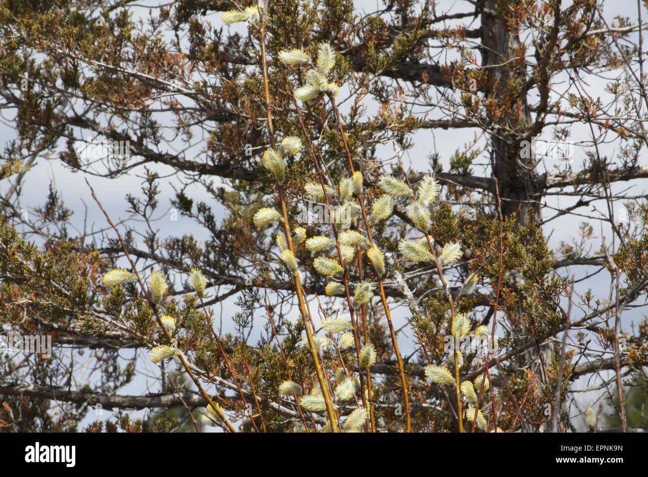 Pussy Willow (Catkins). American pussy willow (Salix discolor), native ...
