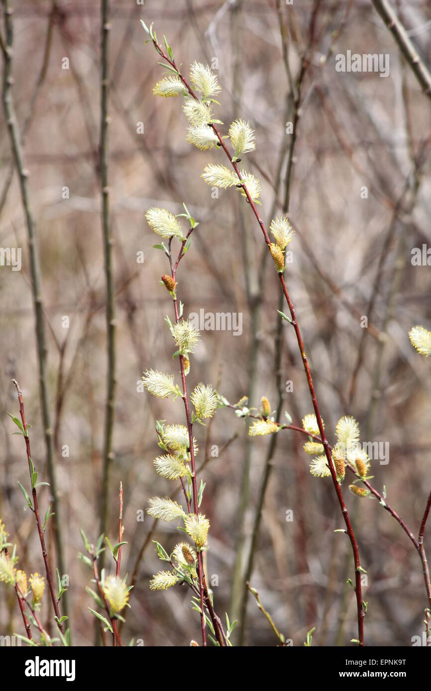 Pussy Willow (Catkins) . American pussy willow (Salix discolor), native ...