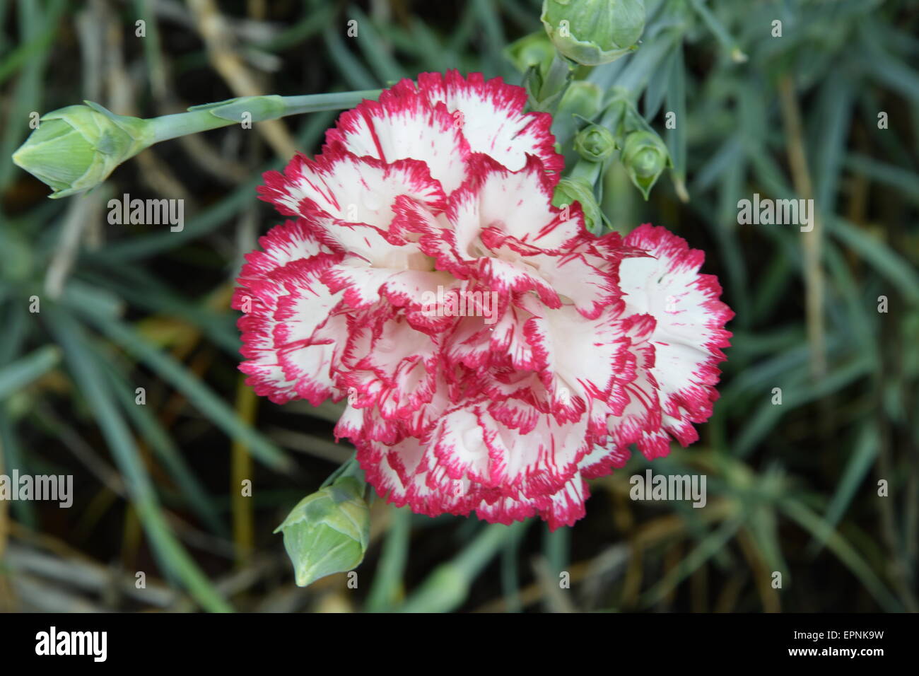 Single red carnation hi-res stock photography and images - Alamy