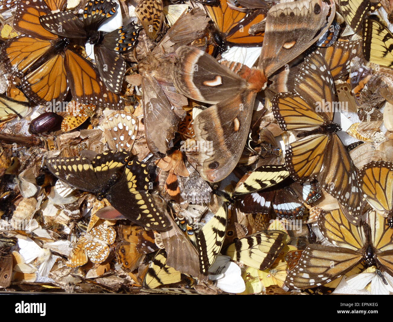 Dead monarch butterfly hi-res stock photography and images - Alamy