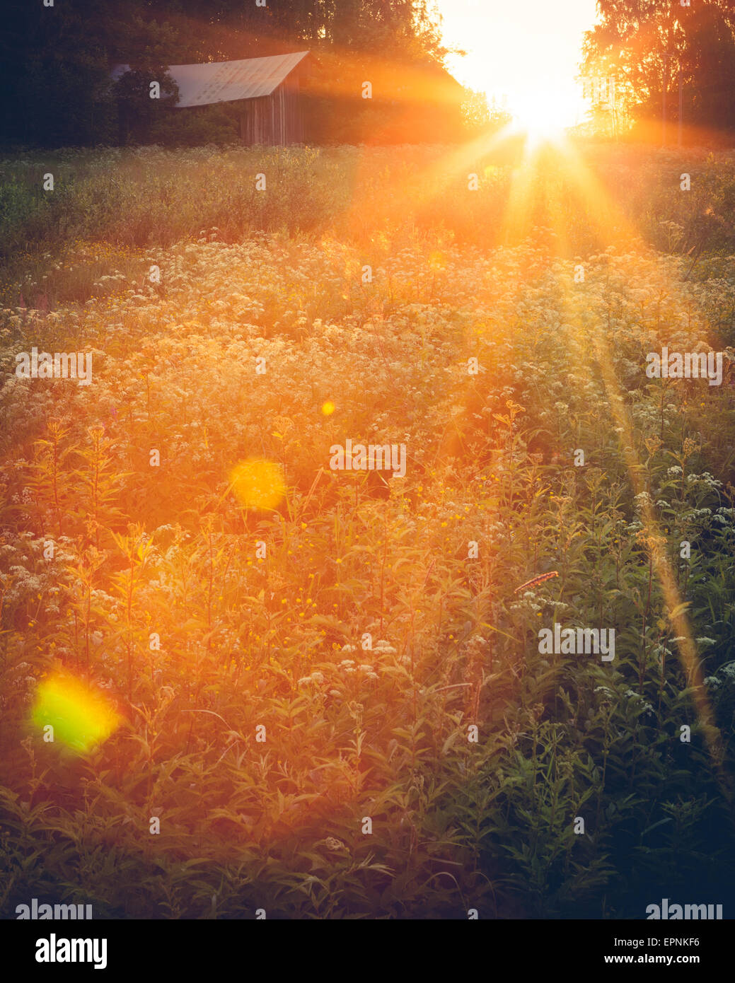 Meadow landscape at sunset Stock Photo - Alamy