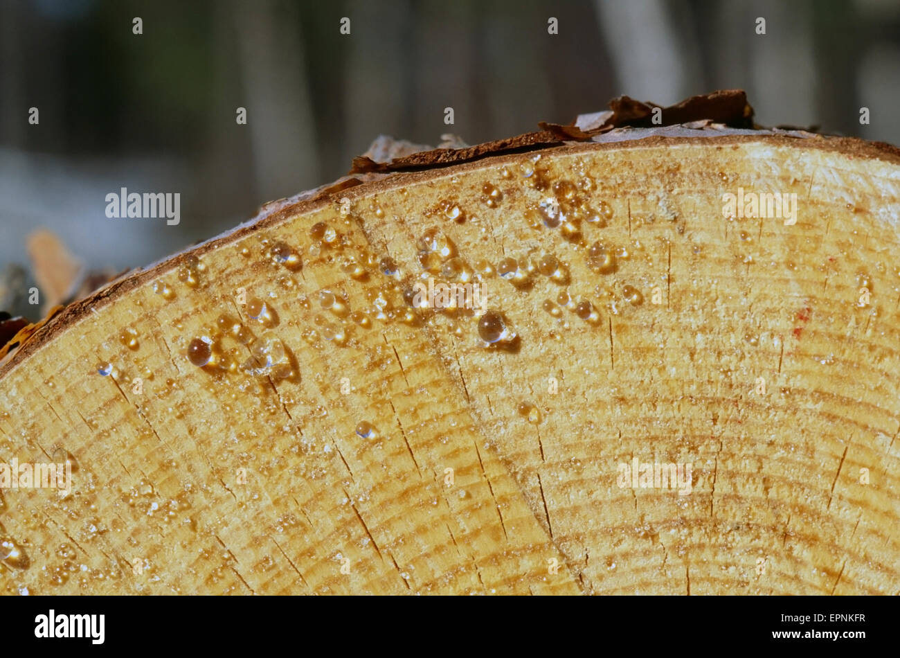droplets of resin on cut pine tree Stock Photo - Alamy