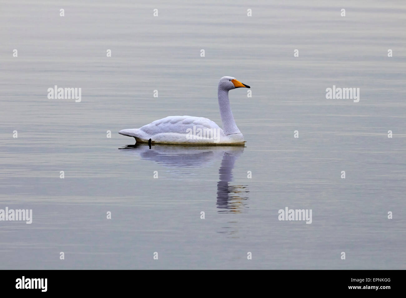 Floating swan hi-res stock photography and images - Alamy