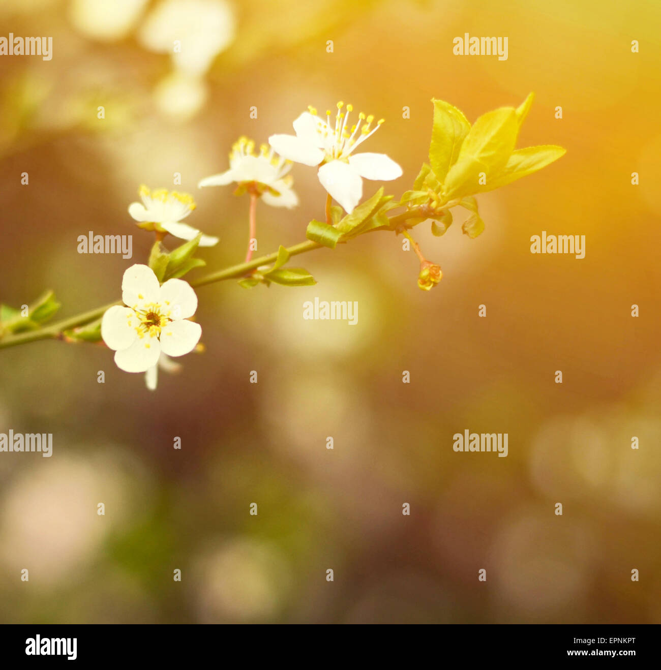Plum ecology hi-res stock photography and images - Alamy