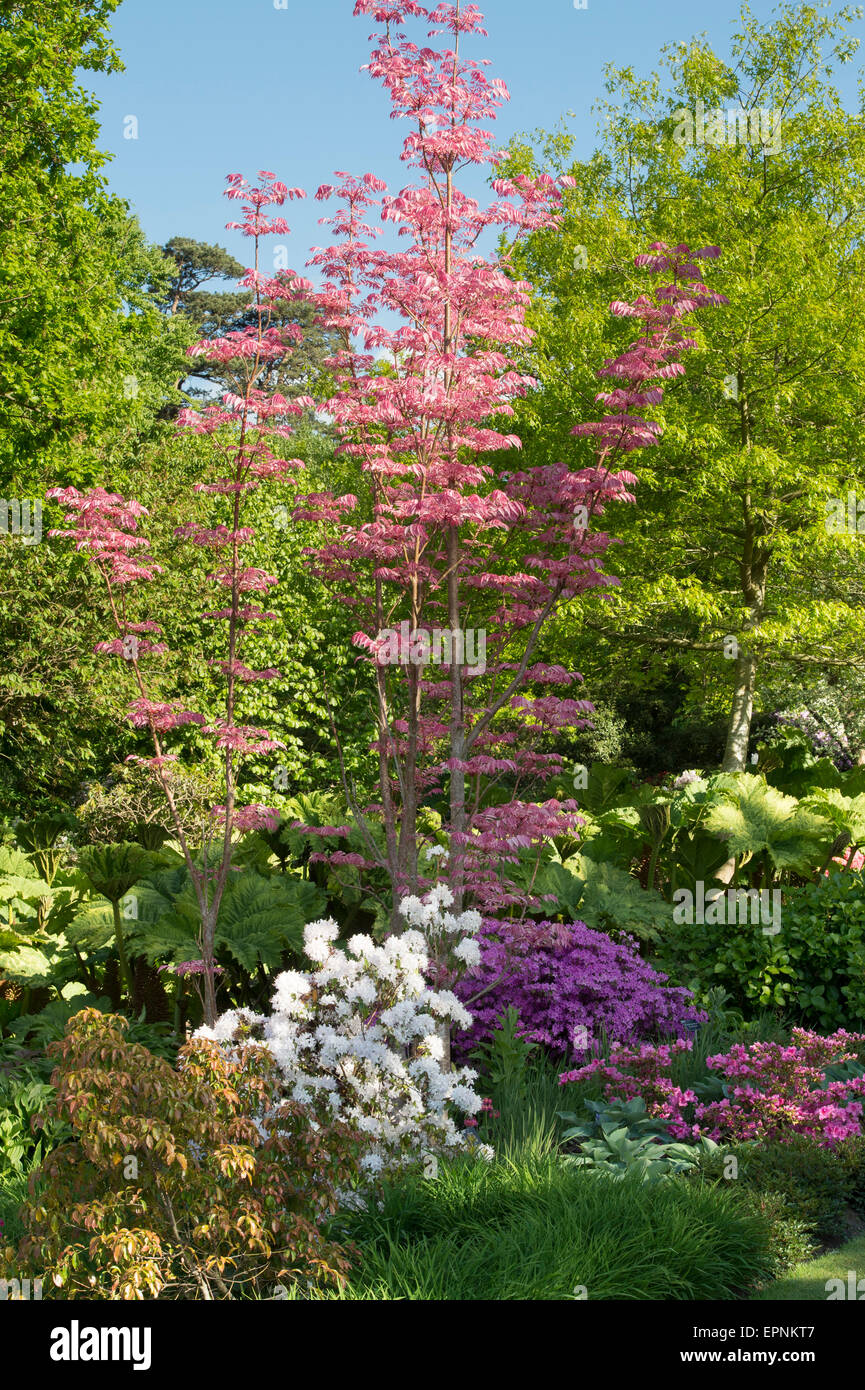 Toona sinensis 'Flamingo'. Chinese Mahogany 'Flamingo' at RHS Wisley ...