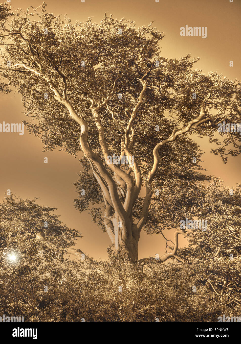 Sepia tree at sunset Stock Photo - Alamy