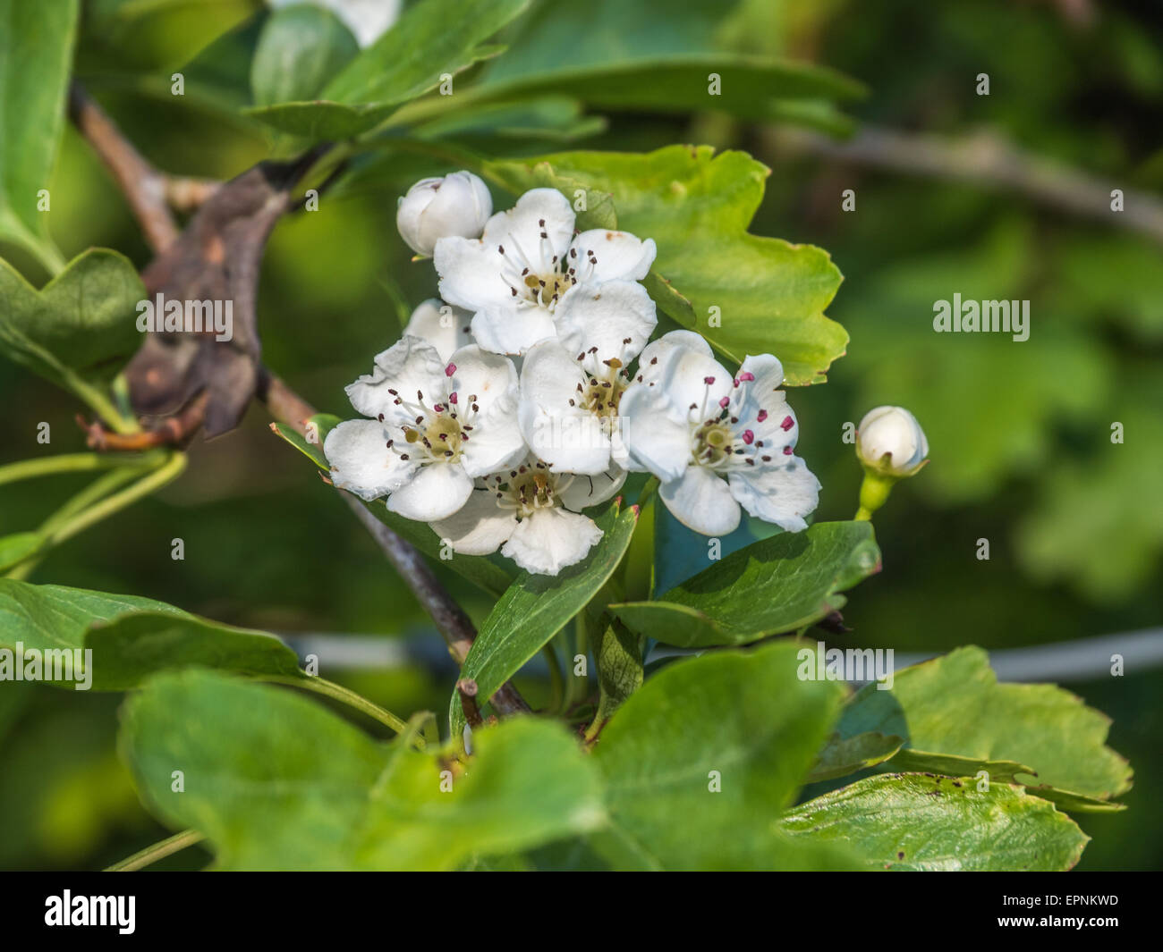 Hawthorn blossom hi-res stock photography and images - Alamy