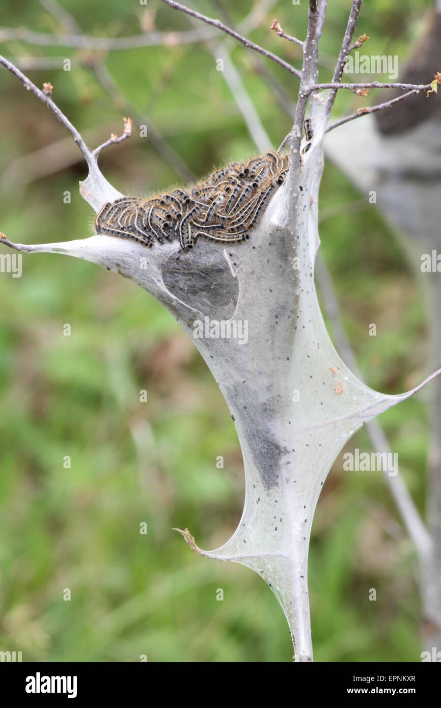 The Eastern Tent Caterpillar (Malacosoma americanum) is a species of ...