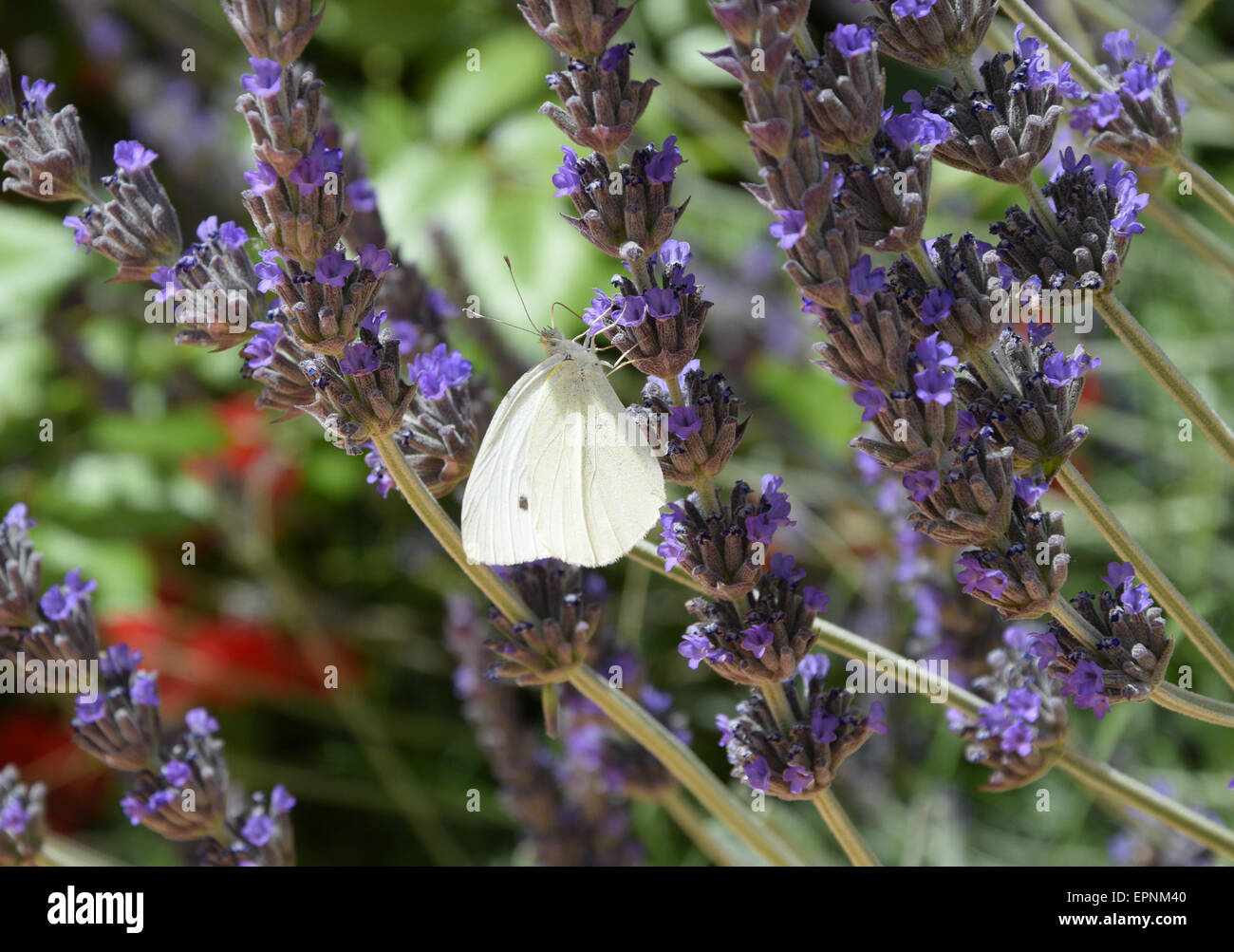 Butterflies and lavender hi-res stock photography and images - Alamy
