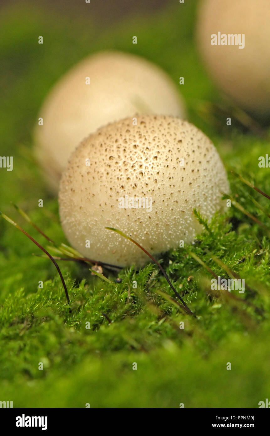 Puffball mushrooms hi-res stock photography and images - Alamy