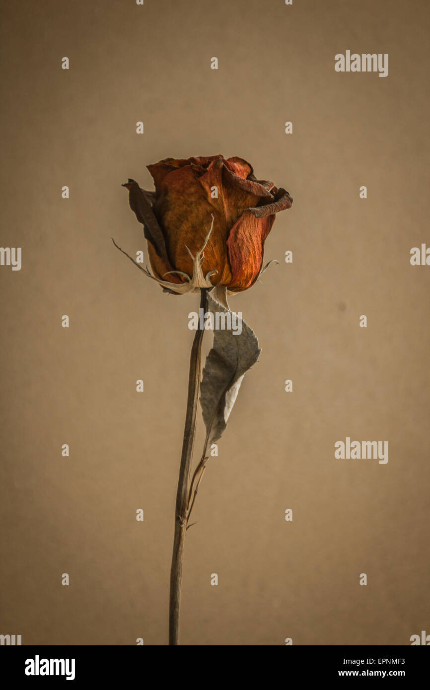 Dead rose hi-res stock photography and images - Alamy