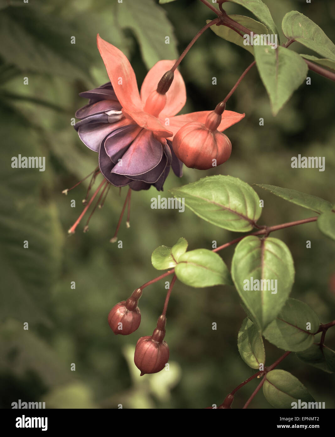 Fuchsia fuchsia triphylla hi-res stock photography and images - Alamy