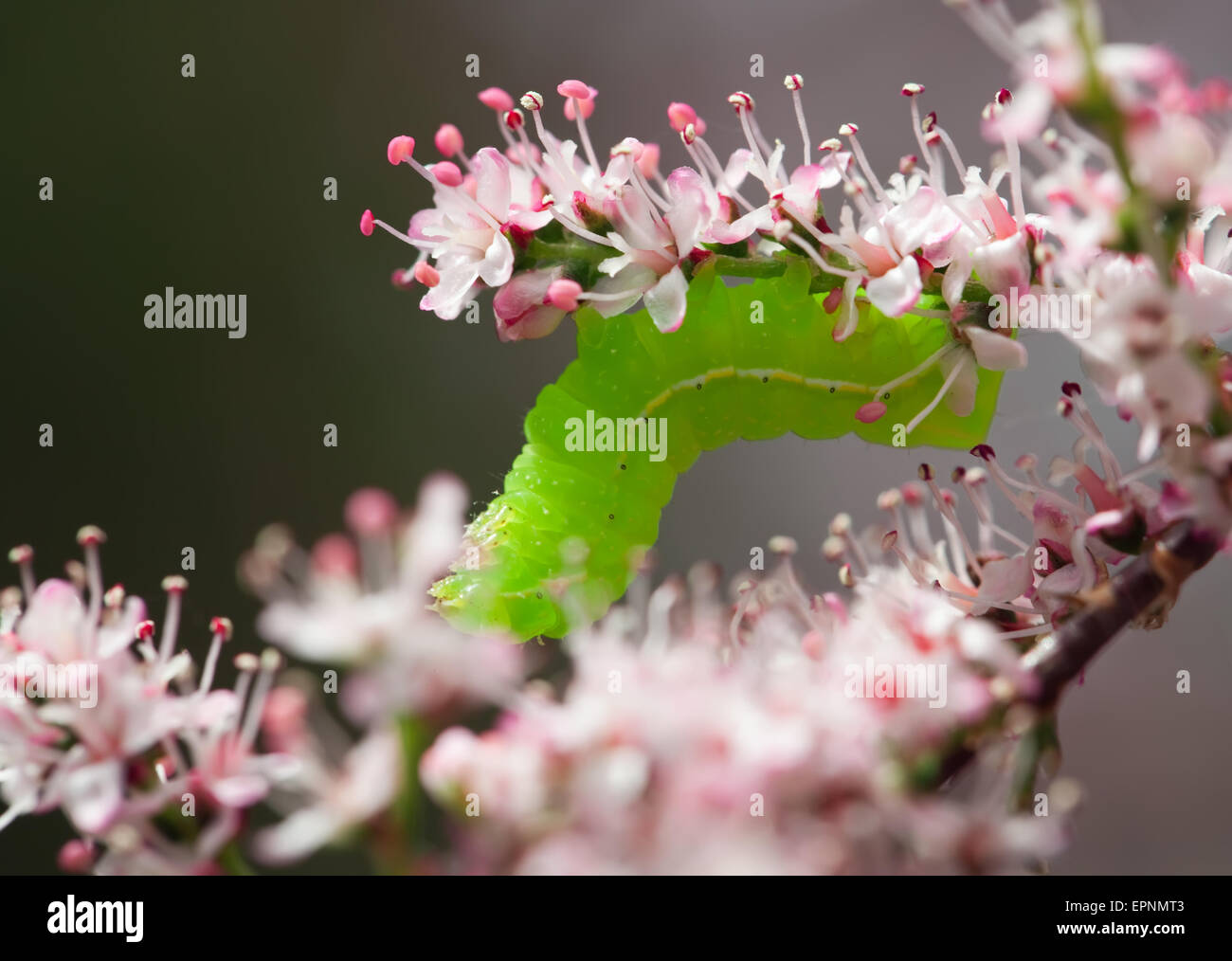 green caterpillar on a tree branch Stock Photo - Alamy