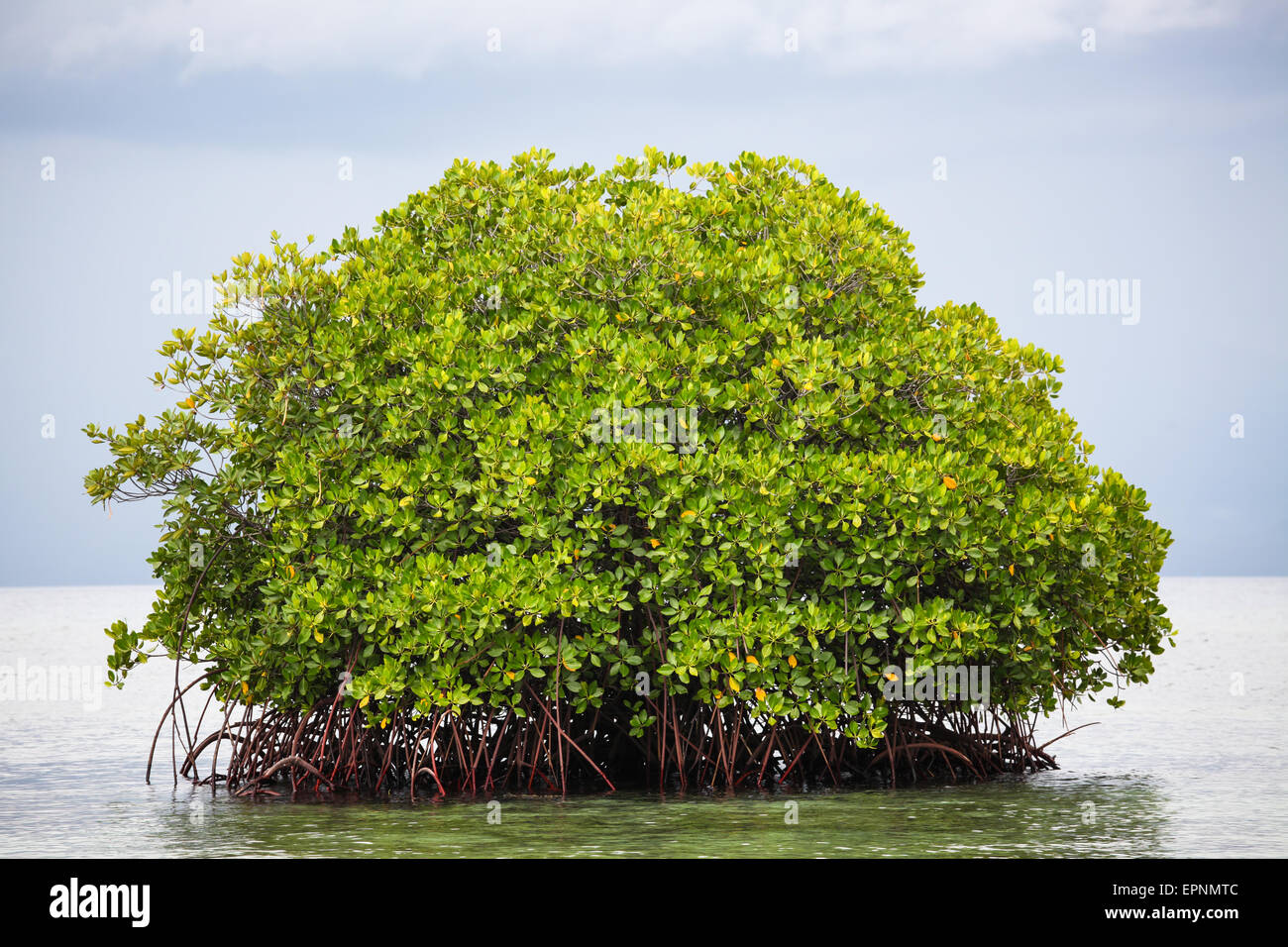 Mangrove tree in water Stock Photo - Alamy