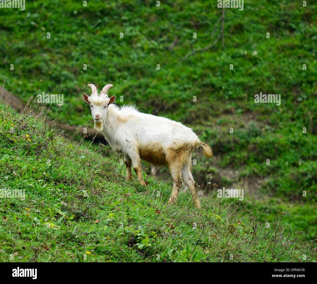 Goat at meadow grazing Stock Photo - Alamy