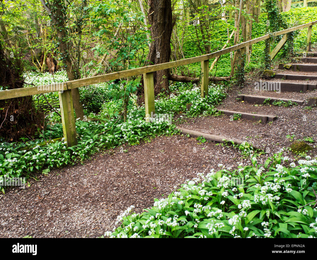 Wild Garlic on the Harrogate to Ilkley Dales Way Link Path at Ilkley ...